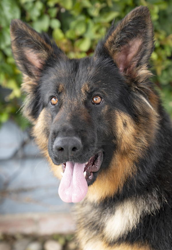 Westside German Shepherd Rescue of Los Angeles