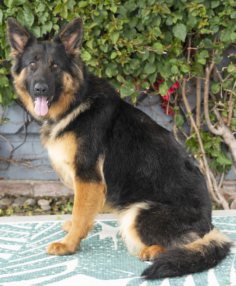 Westside German Shepherd Rescue of Los Angeles
