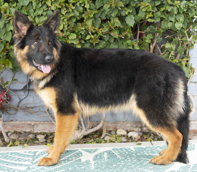 Westside German Shepherd Rescue of Los Angeles