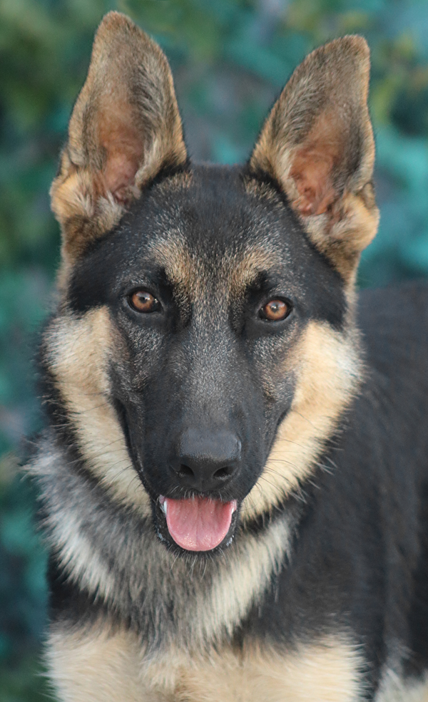 Westside German Shepherd Rescue of Los Angeles