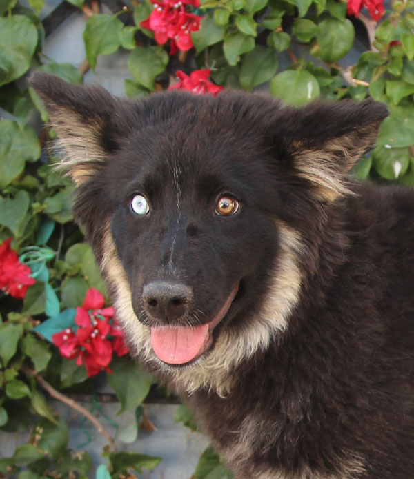 Westside German Shepherd Rescue of Los Angeles