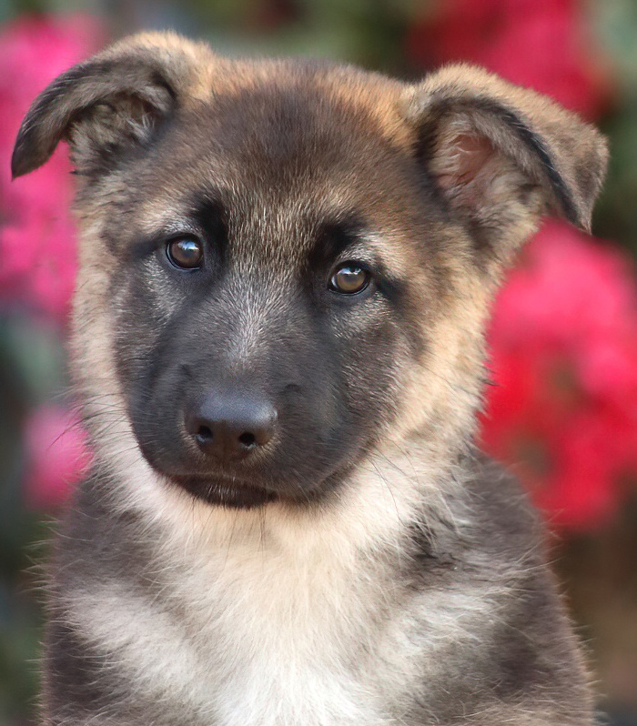 Westside German Shepherd Rescue of Los Angeles