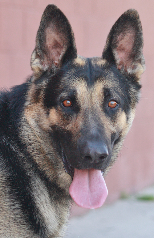 Westside German Shepherd Rescue of Los Angeles