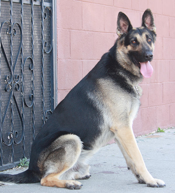 Westside German Shepherd Rescue of Los Angeles