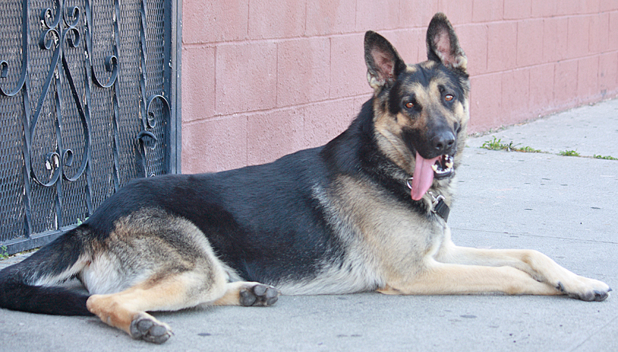 Westside German Shepherd Rescue of Los Angeles