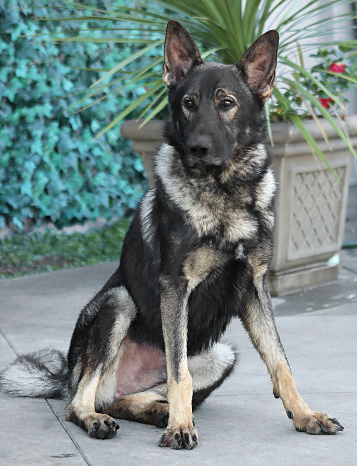 Westside German Shepherd Rescue of Los Angeles