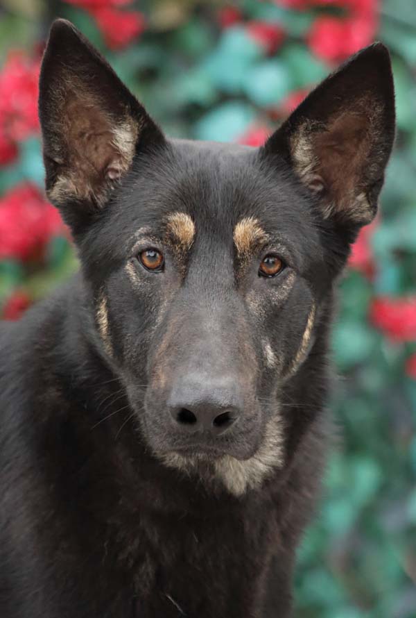Westside German Shepherd Rescue of Los Angeles