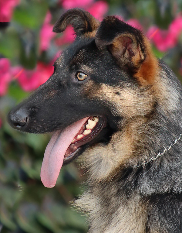 Westside German Shepherd Rescue of Los Angeles