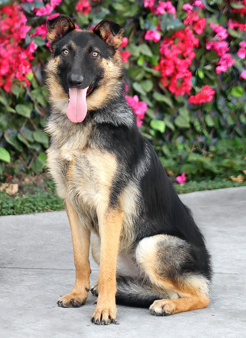 Westside German Shepherd Rescue of Los Angeles