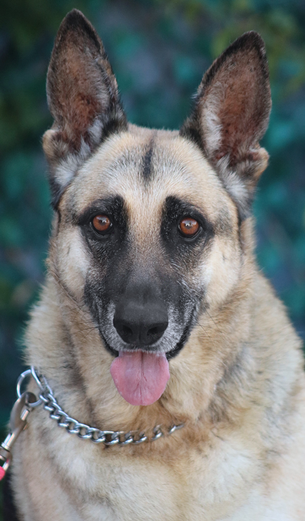 Westside German Shepherd Rescue of Los Angeles