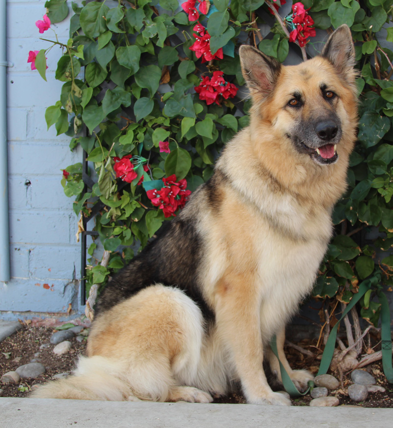 Westside German Shepherd Rescue of Los Angeles