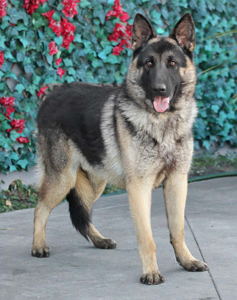 Westside German Shepherd Rescue of Los Angeles