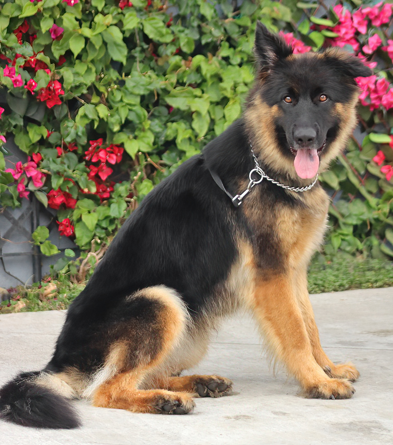 Westside German Shepherd Rescue of Los Angeles