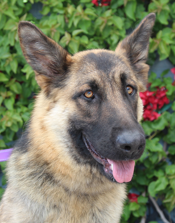 Westside German Shepherd Rescue of Los Angeles