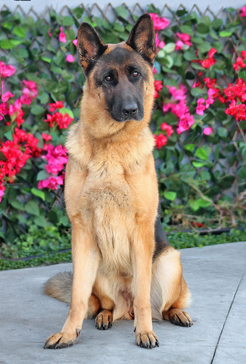 Westside German Shepherd Rescue of Los Angeles