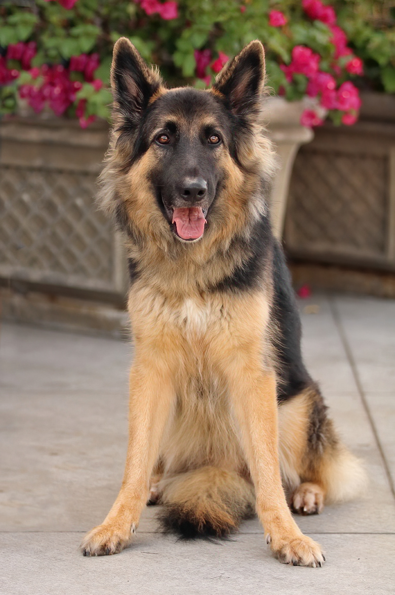 Westside German Shepherd Rescue of Los Angeles