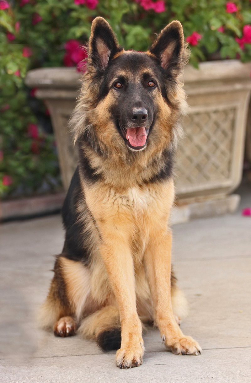 Westside German Shepherd Rescue of Los Angeles