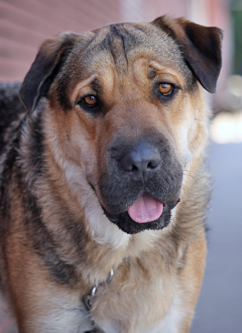 Westside German Shepherd Rescue of Los Angeles