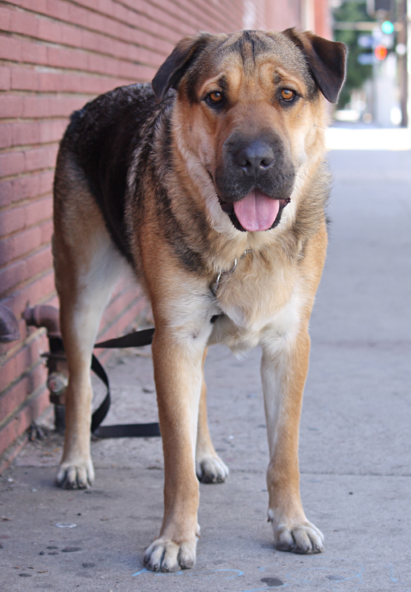 Westside German Shepherd Rescue of Los Angeles