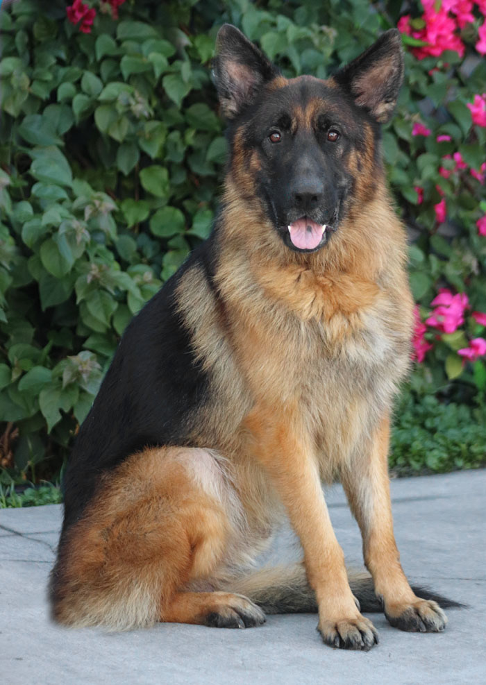 Westside German Shepherd Rescue of Los Angeles