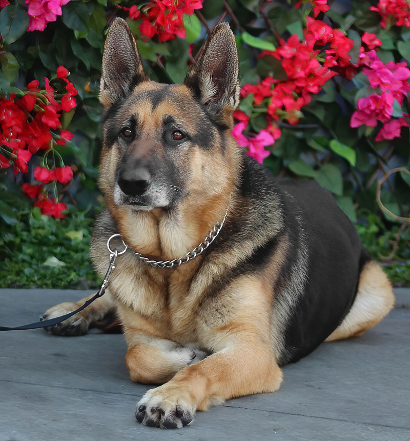 Westside German Shepherd Rescue of Los Angeles