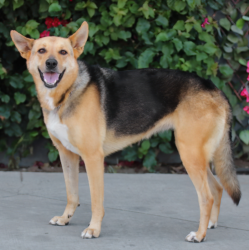 Westside German Shepherd Rescue of Los Angeles