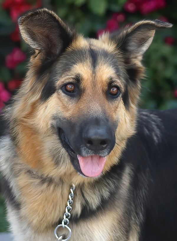 Westside German Shepherd Rescue of Los Angeles