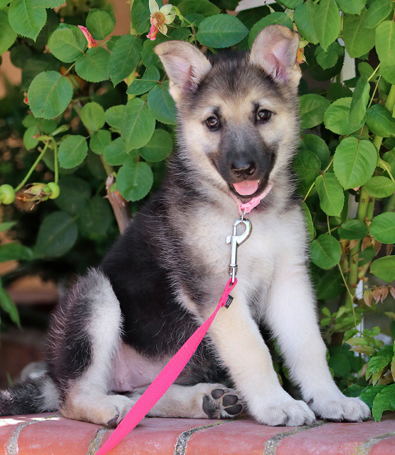 Westside German Shepherd Rescue of Los Angeles