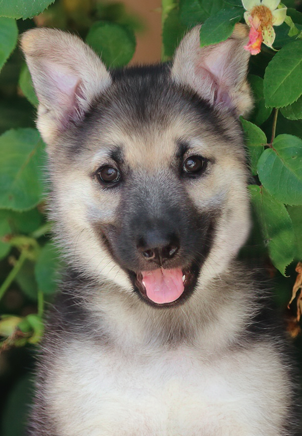Westside German Shepherd Rescue of Los Angeles
