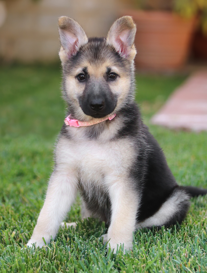 Westside German Shepherd Rescue of Los Angeles