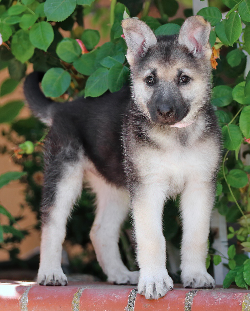 Westside German Shepherd Rescue of Los Angeles