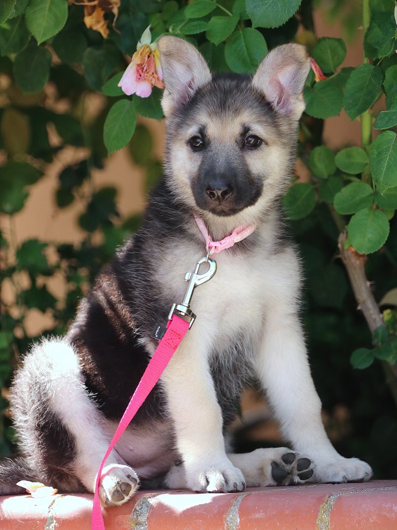 Westside German Shepherd Rescue of Los Angeles