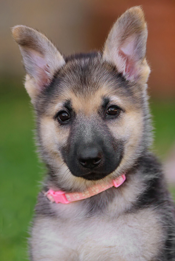 Westside German Shepherd Rescue of Los Angeles
