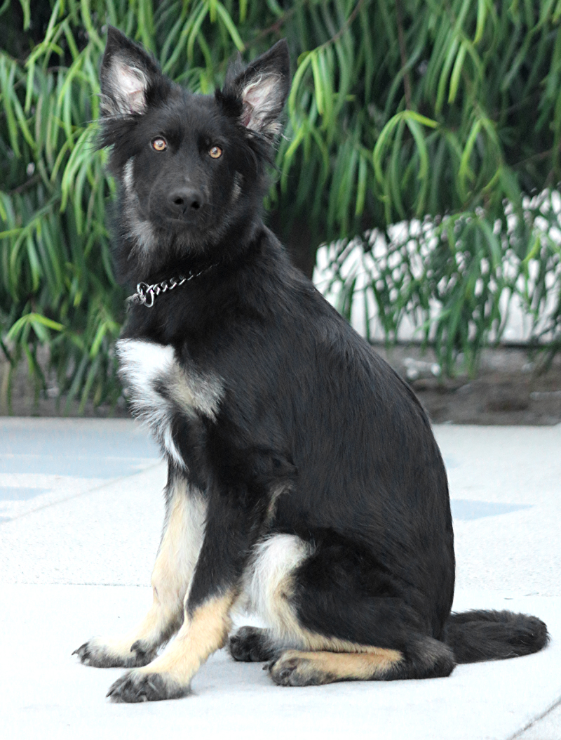 Westside German Shepherd Rescue of Los Angeles