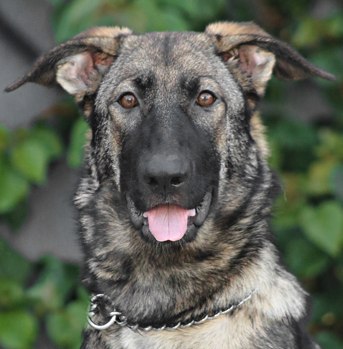 Westside German Shepherd Rescue of Los Angeles