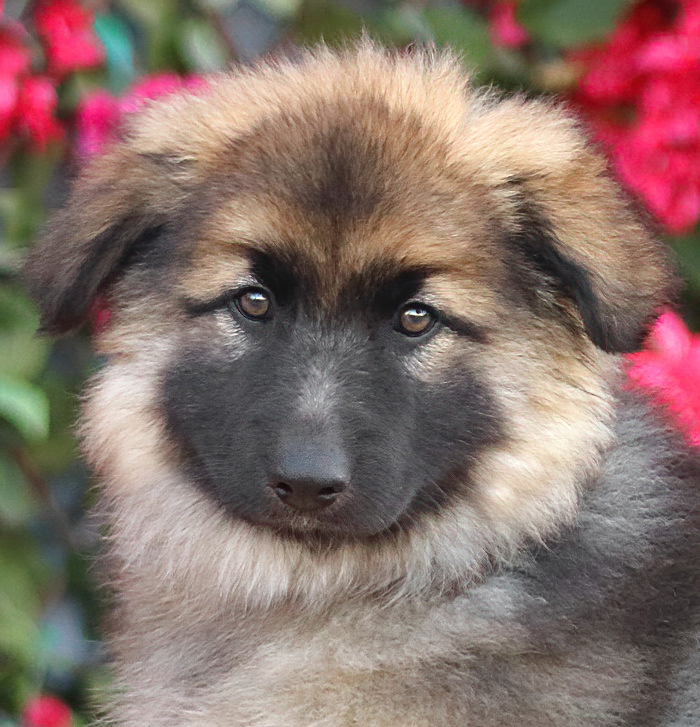 Westside German Shepherd Rescue of Los Angeles