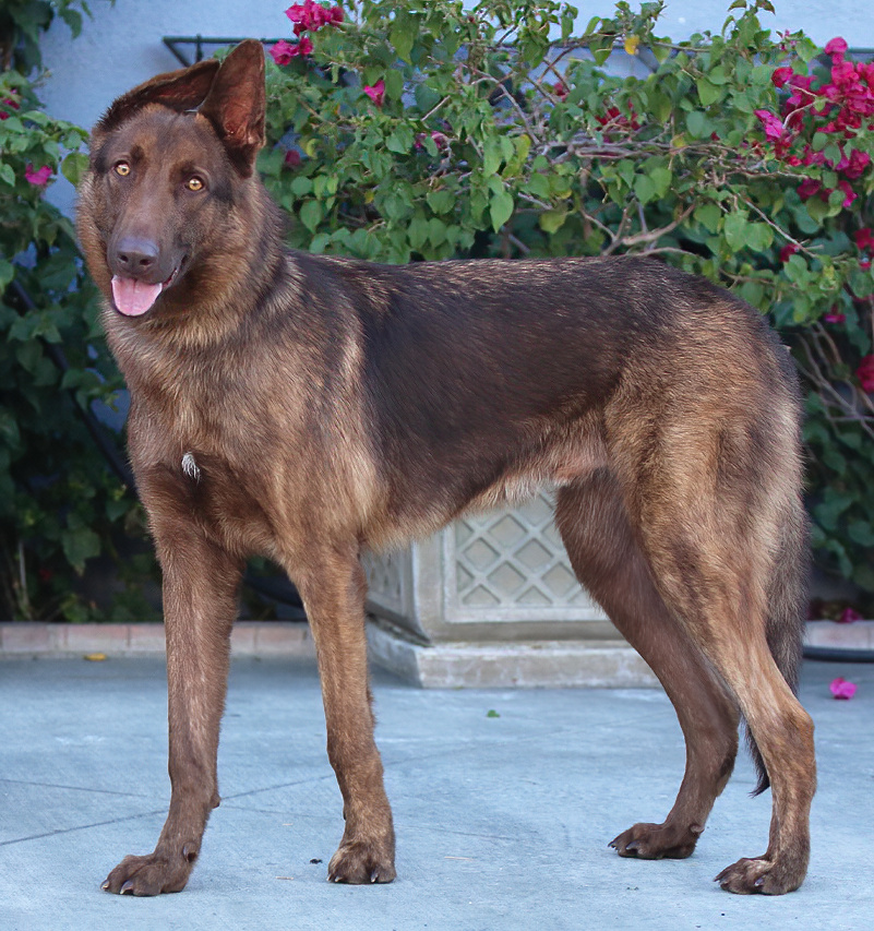 Westside German Shepherd Rescue of Los Angeles