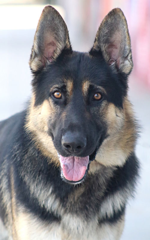 Westside German Shepherd Rescue of Los Angeles