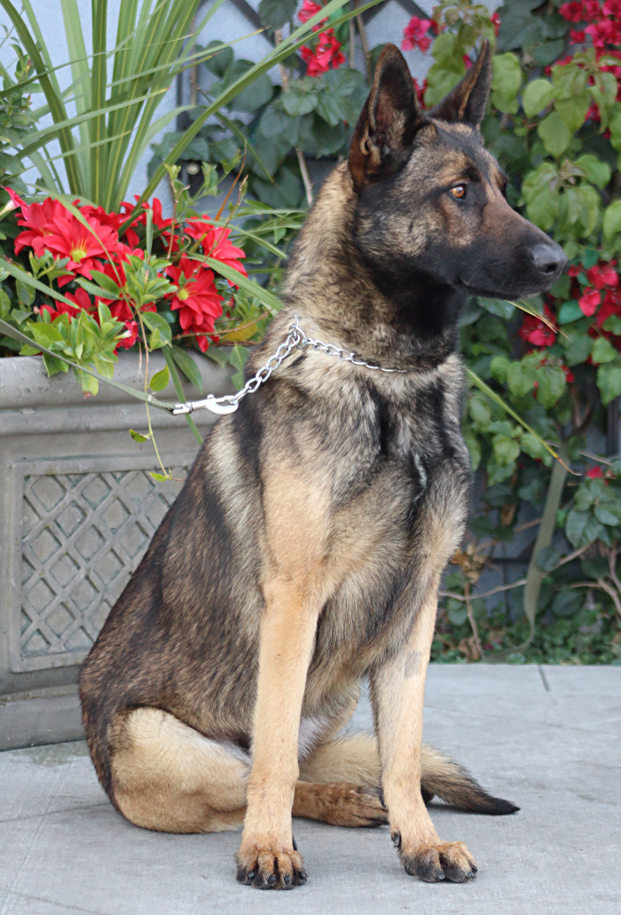 Westside German Shepherd Rescue of Los Angeles