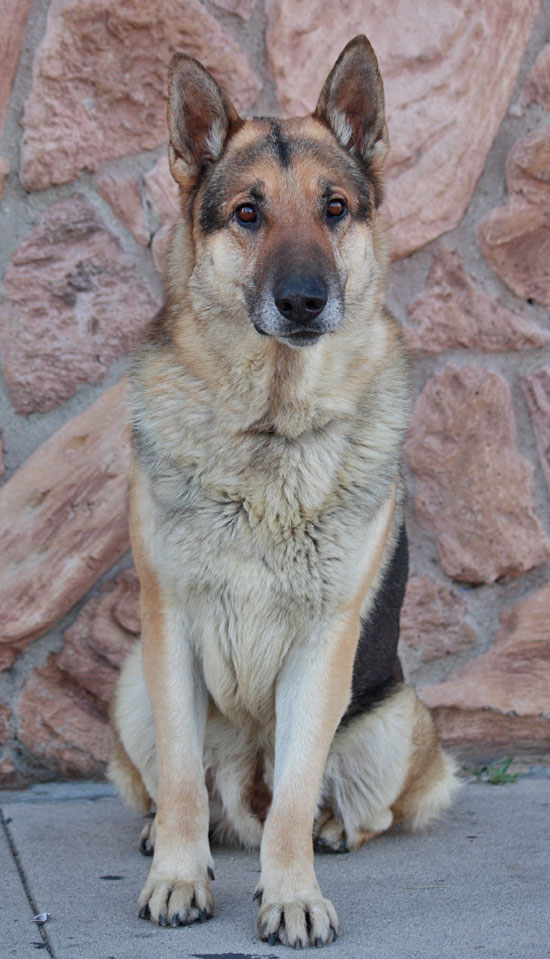 Westside German Shepherd Rescue of Los Angeles