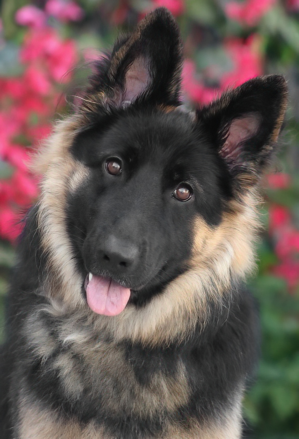 Westside German Shepherd Rescue of Los Angeles