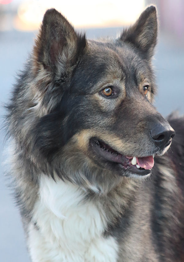 Westside German Shepherd Rescue of Los Angeles
