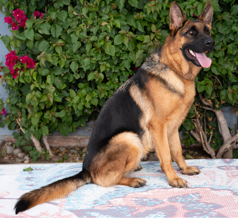 Westside German Shepherd Rescue of Los Angeles