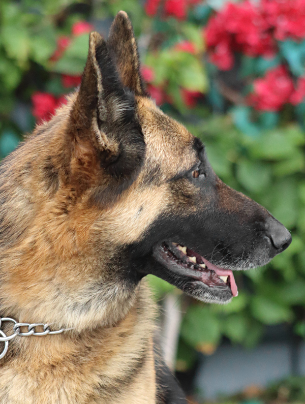 Westside German Shepherd Rescue of Los Angeles