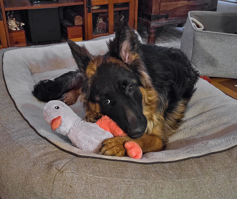 Westside German Shepherd Rescue of Los Angeles