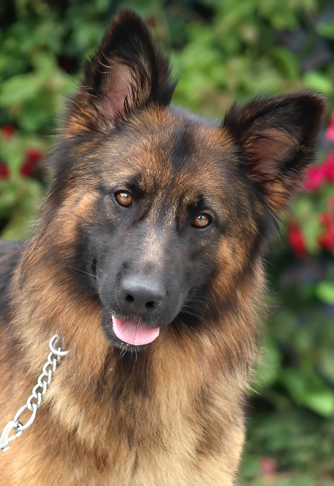 Westside German Shepherd Rescue of Los Angeles