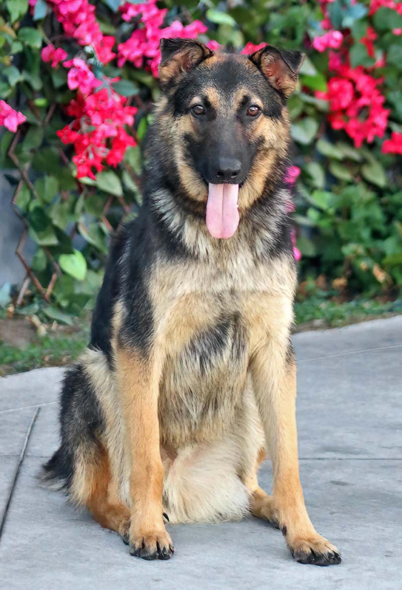 Westside German Shepherd Rescue of Los Angeles