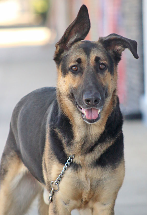 Westside German Shepherd Rescue of Los Angeles