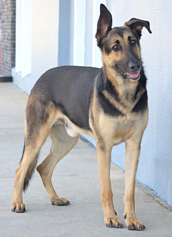 Westside German Shepherd Rescue of Los Angeles