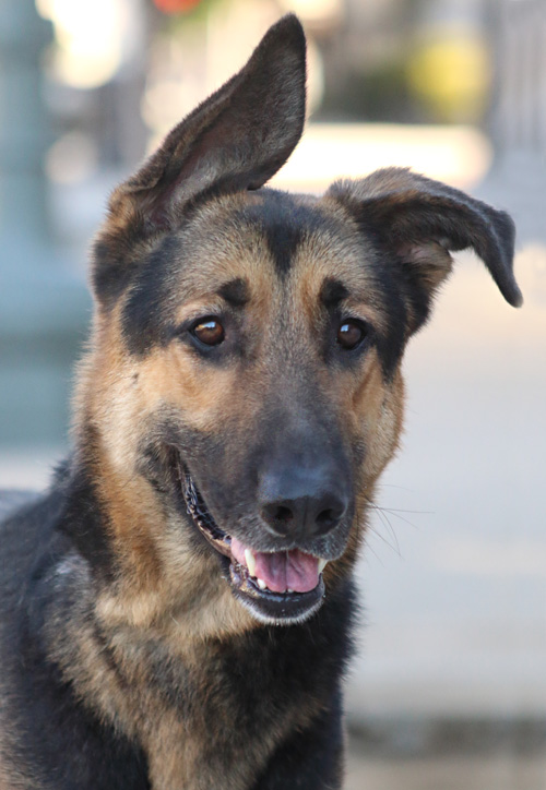Westside German Shepherd Rescue of Los Angeles
